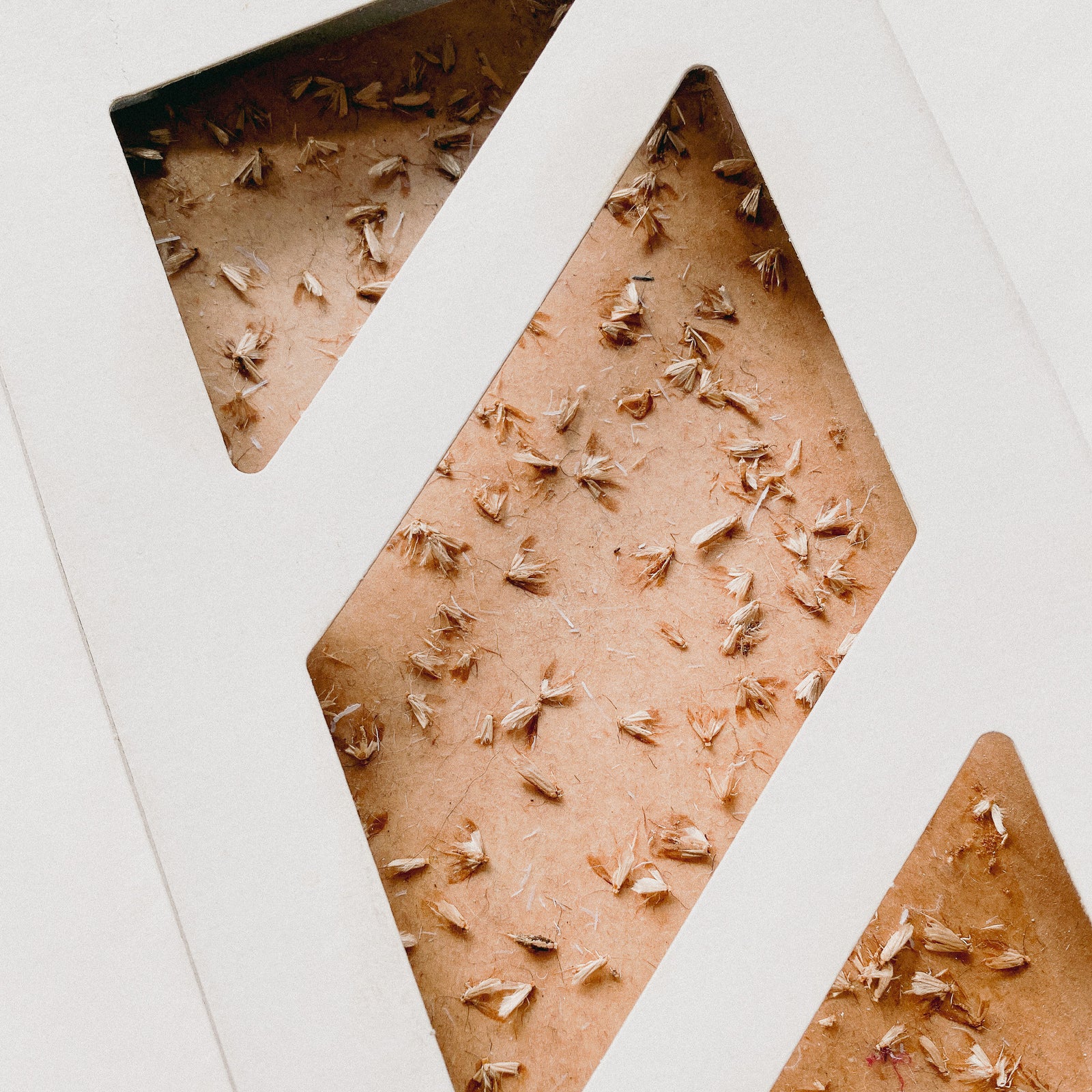 Moth Trap Box | Pheromone Moth Trap | Total Wardrobe Care